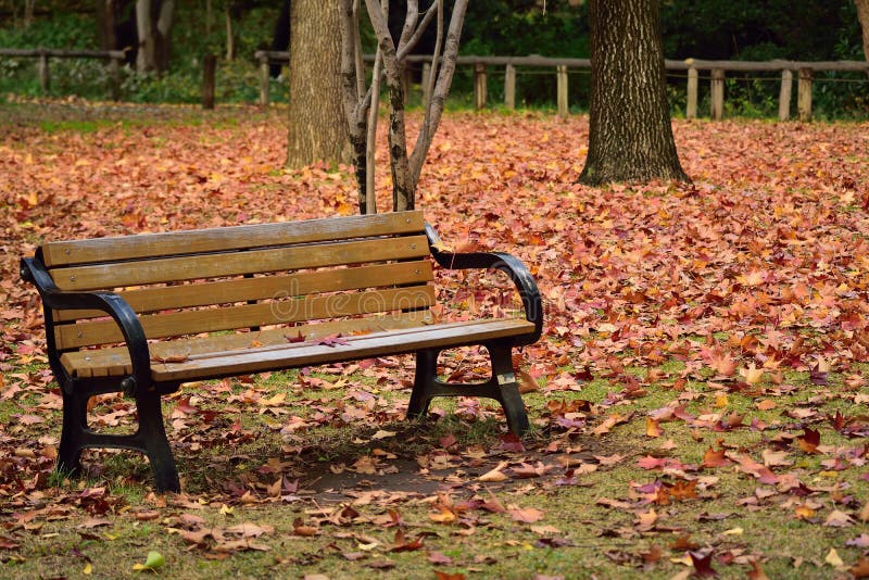 Autumn Bench in a Park stock photo. Image of orange, scene - 62452304