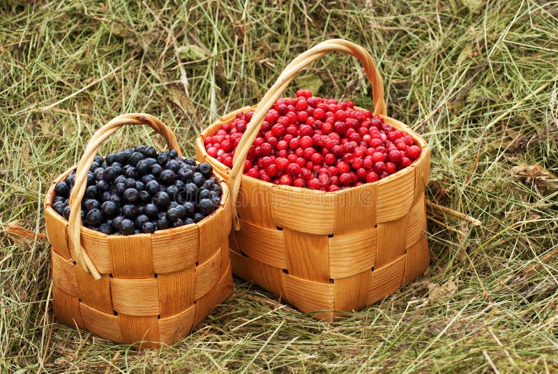 Autumn berries stock photo. Image of vitamin, blue, nature - 10728180