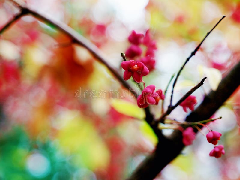 Autumn berries stock photo. Image of nature, cluster - 21862952