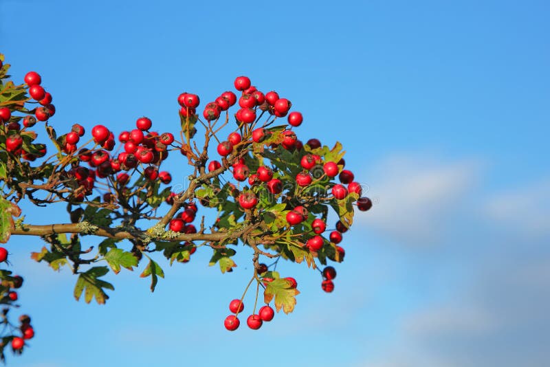 Autumn berries stock image. Image of fall, berries, herb - 37857735