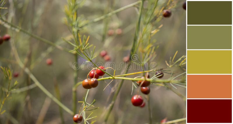 Swatch Color Palette Clover Plant Matching Autumn Colors. Stock Image ...