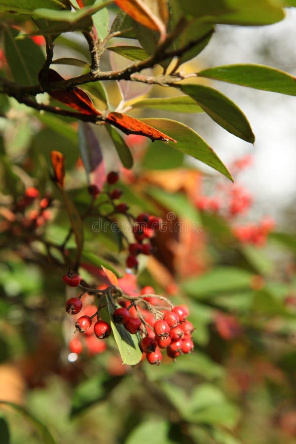 Autumn Berries stock image. Image of trees, forest, gardens - 50180389