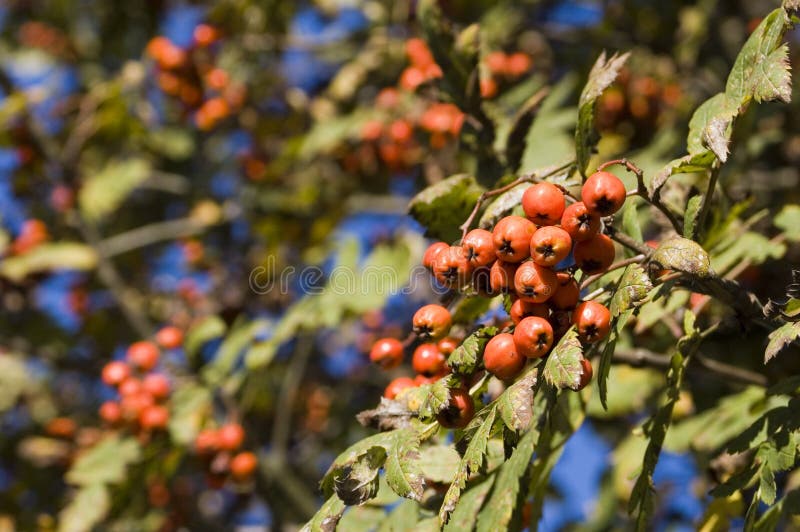 Autumn berry in forest stock image. Image of outdoors - 12275547