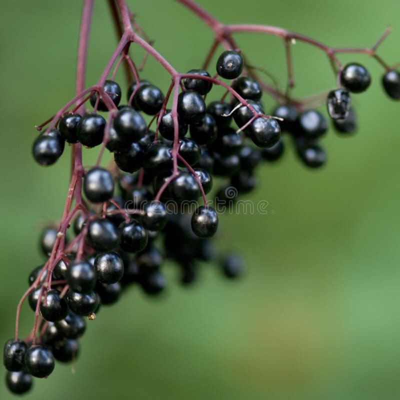 Autumn berrys stock photo. Image of close, natural, botanical - 6799194