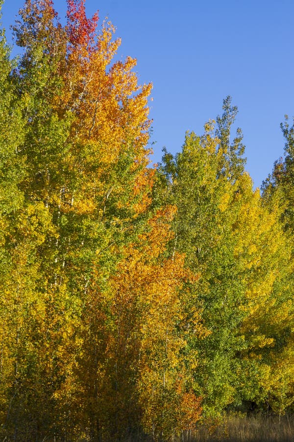 Autumn in Big Bear, Oct. 2022 Stock Photo - Image of trees, bright ...