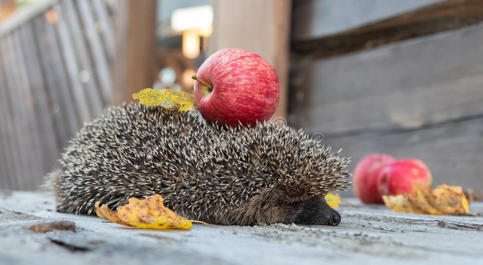 In Autumn, a Big Hedgehog with an Apple on Its Back Needles Stock Photo ...