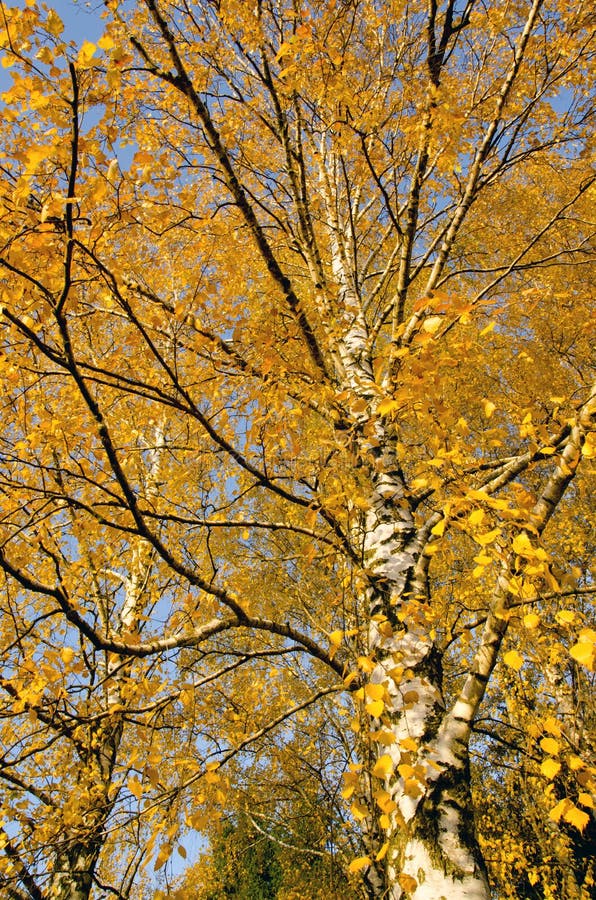 Autumn Birch Branches. Dramatical Seasonal Changes Stock Photo - Image ...