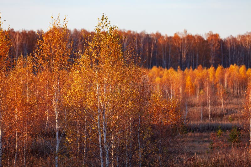 Autumn birch forest stock photo. Image of beautiful, landscape - 21391120