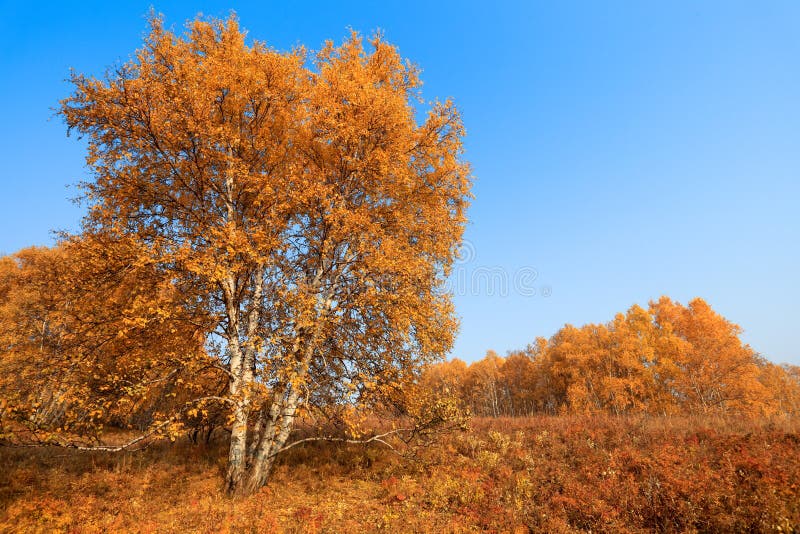 Autumn birch forest stock photo. Image of clear, hills - 21601522