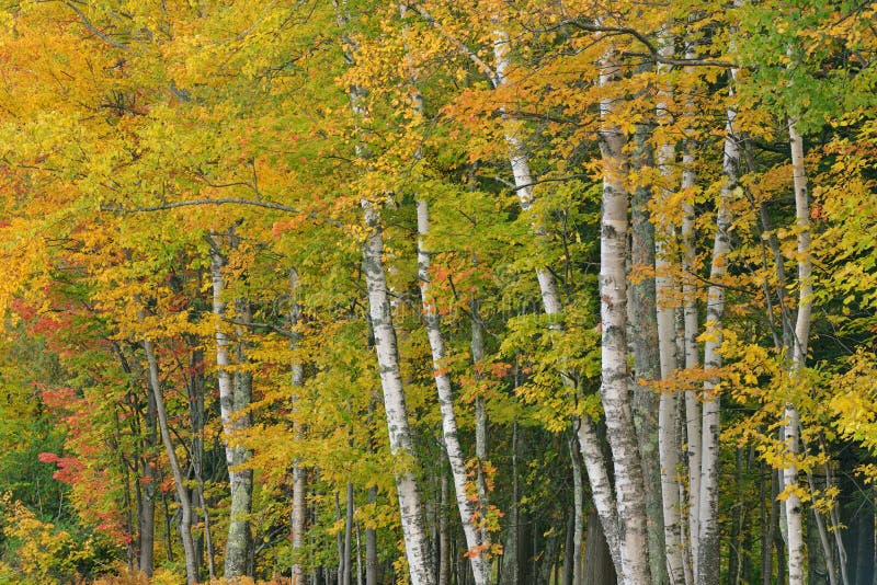 Autumn Birch Forest stock photo. Image of woods, landscape - 27097026