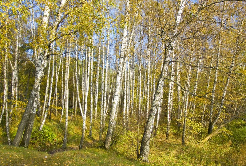Autumn in birch forest stock photo. Image of tree, yellow - 27988294