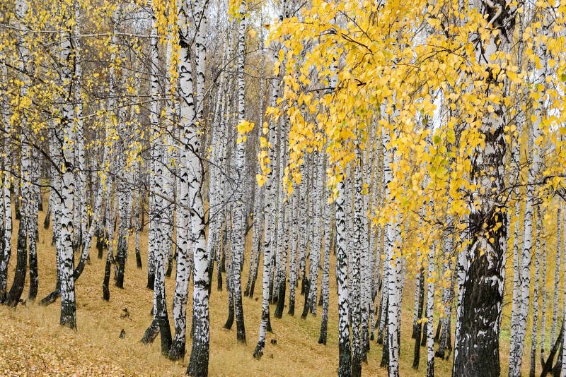 Autumn birch forest stock image. Image of season, october - 6193799
