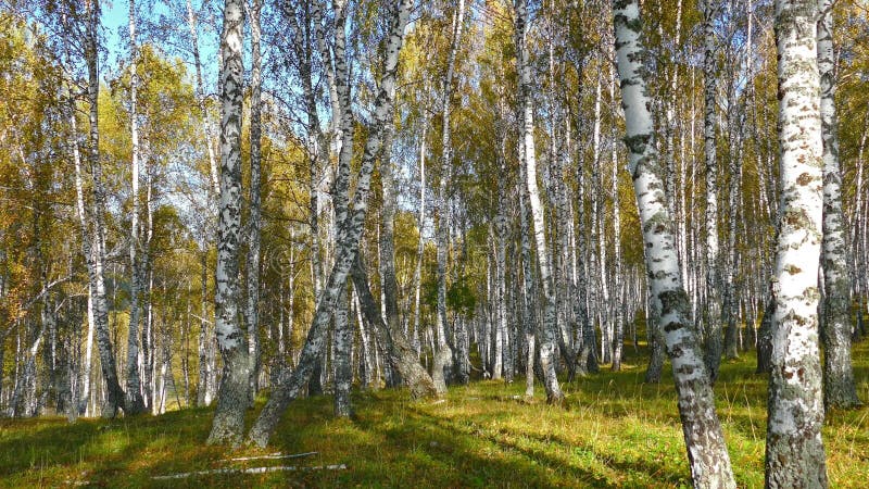 Autumn birch forest stock video. Video of trees, grass - 352493933