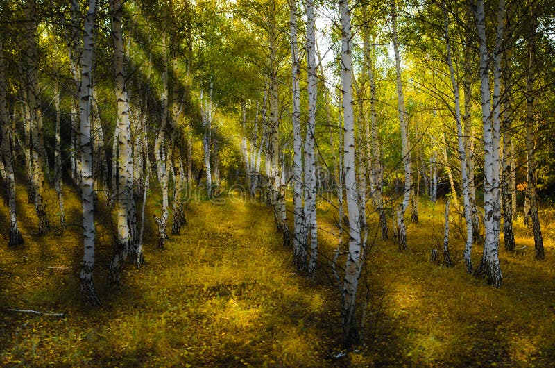 Autumn birch forest stock image. Image of autumn, beautiful - 100207911