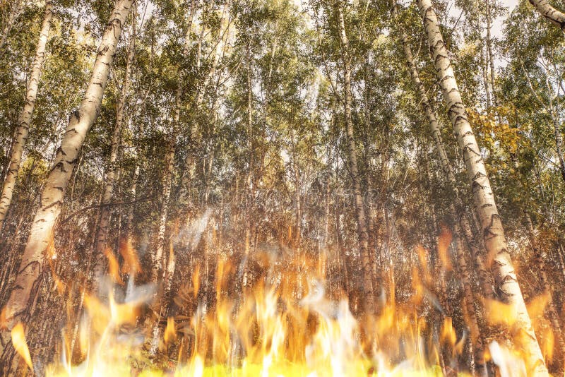 Autumn Birch Forest on Fire, Trees Burning Concept Stock Image - Image ...
