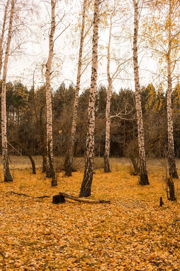 Autumn birch grove. stock photo. Image of countryside - 79327418
