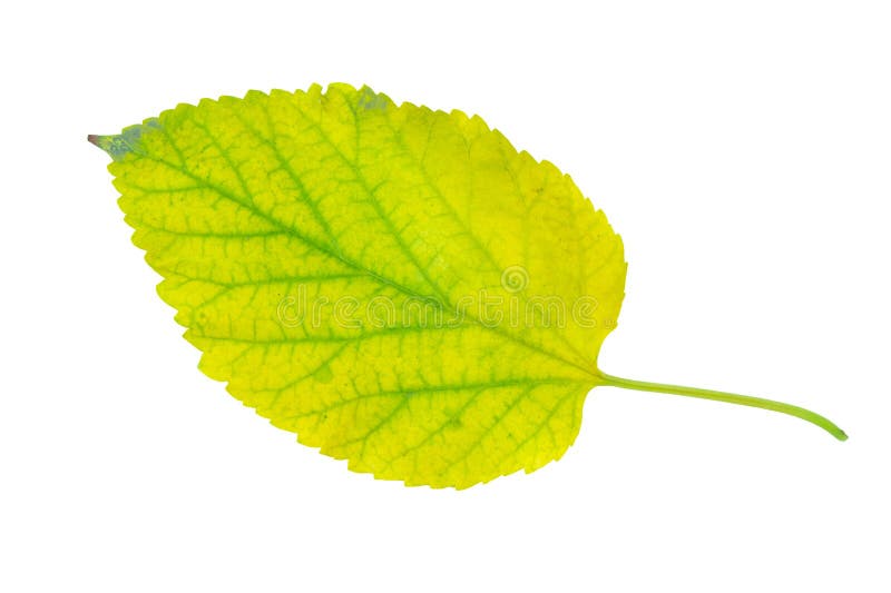 Autumn Birch Leaf Isolated on White Background. Autumn Flora Stock ...