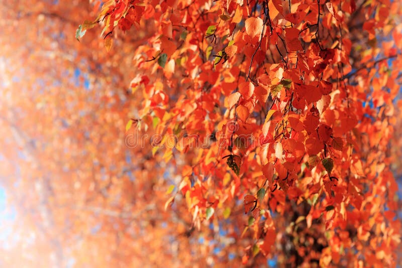 Autumn birch leaves stock image. Image of cluster, berry - 110440437
