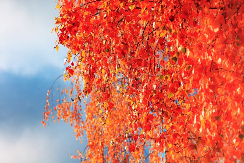 Autumn birch leaves stock photo. Image of abstract, bright - 110440446