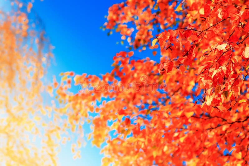 Autumn birch leaves stock image. Image of foreground - 110440491