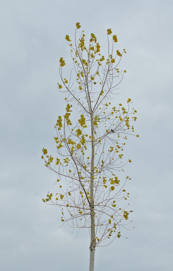 Autumn Birch Tree with Few Leaves Left Stock Photo - Image of shrub ...