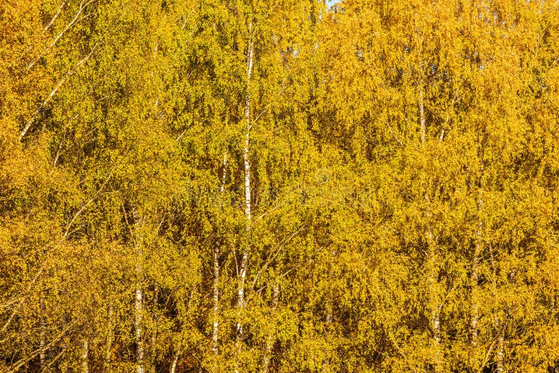 Autumn Birch Tree Leaves Background. Stock Image - Image of fall ...