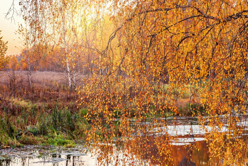 Autumn Birch Tree by the River. Stock Image - Image of morning, sunbeam ...