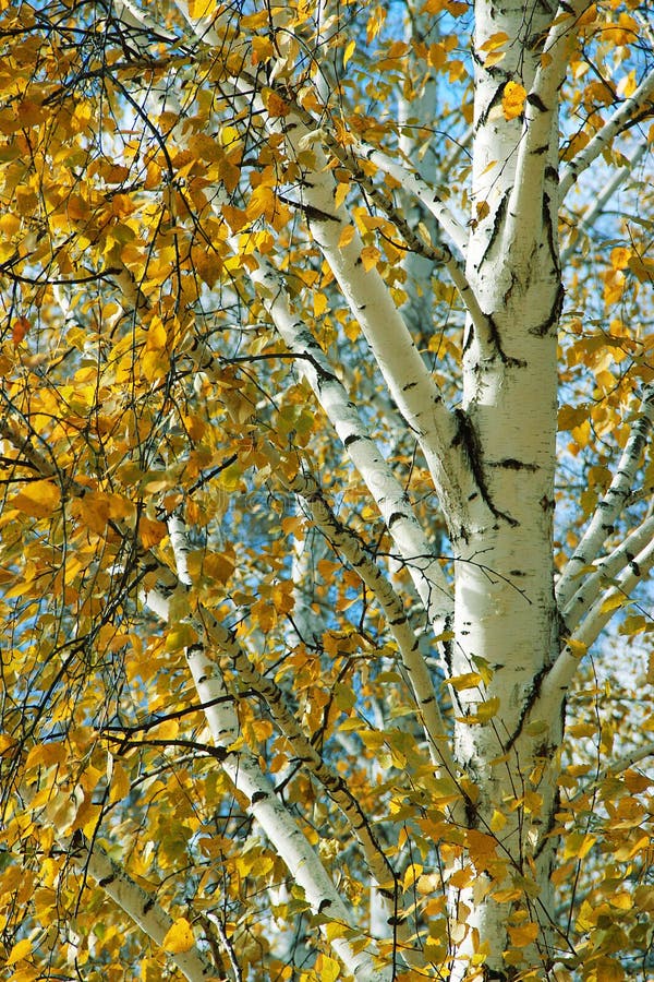 Birch Trees in Autumn Season Stock Image - Image of forest, concept ...