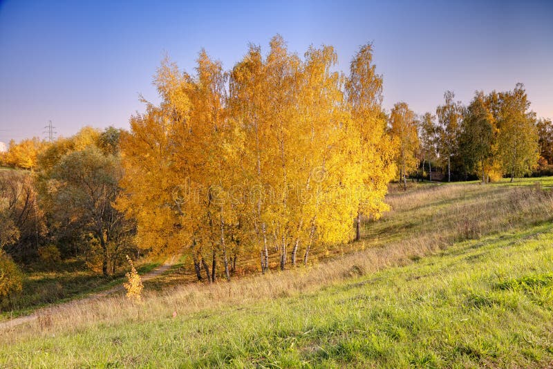 Autumn birch trees stock image. Image of green, landscape - 21726615