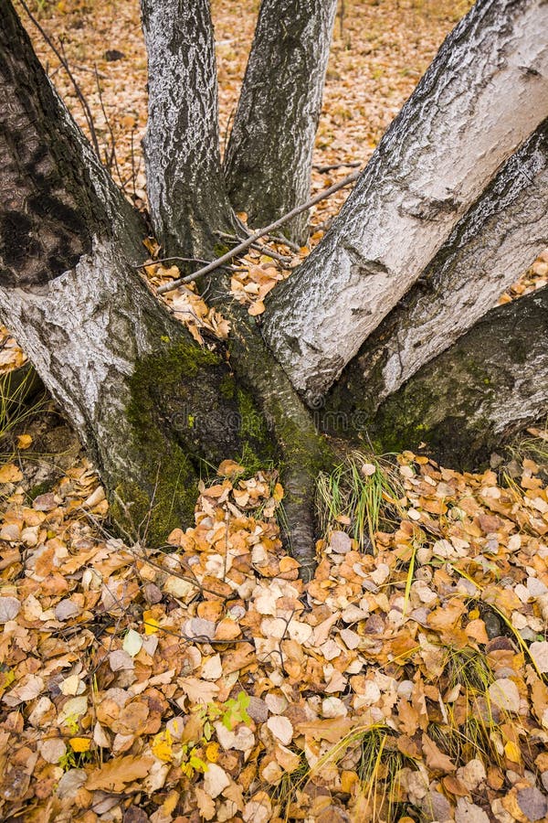 The autumn birch trees stock image. Image of fall, trees - 172157421