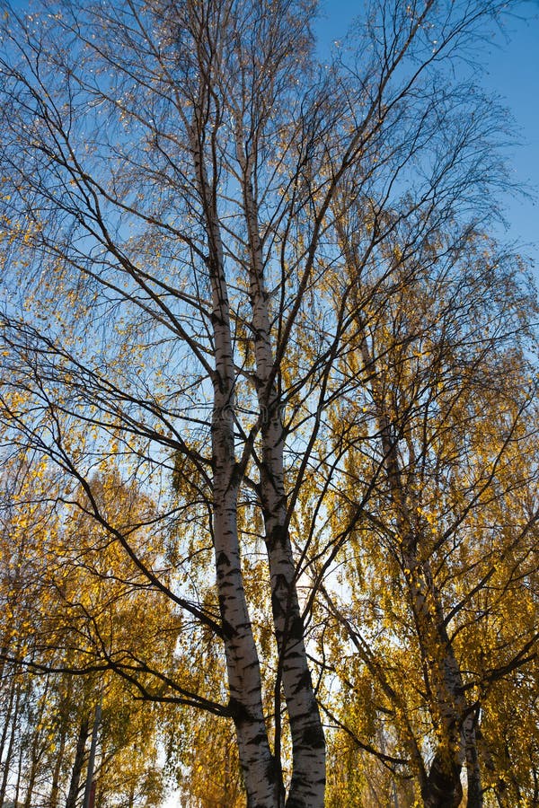 Autumn birches stock image. Image of branches, wood, outdoors - 21672487