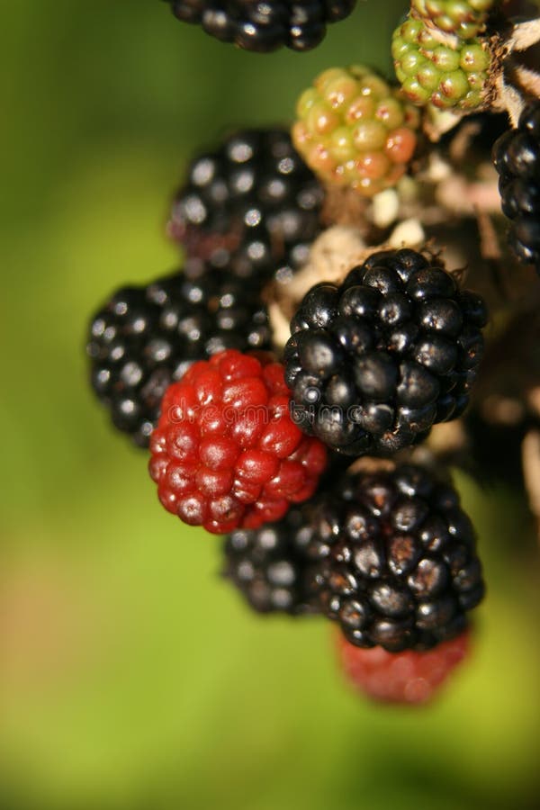 Autumn blackberries stock image. Image of ripen, ripe - 1206703