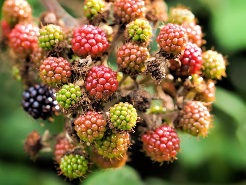 Autumn Blackberries stock image. Image of plant, unripened - 77470577