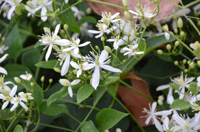 Clematis Flowers stock photo. Image of smell, fall, sweet - 158377740