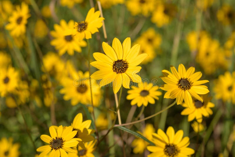 Autumn Blooming Small Yellow Wildflowers Stockfoto - Bild von ...
