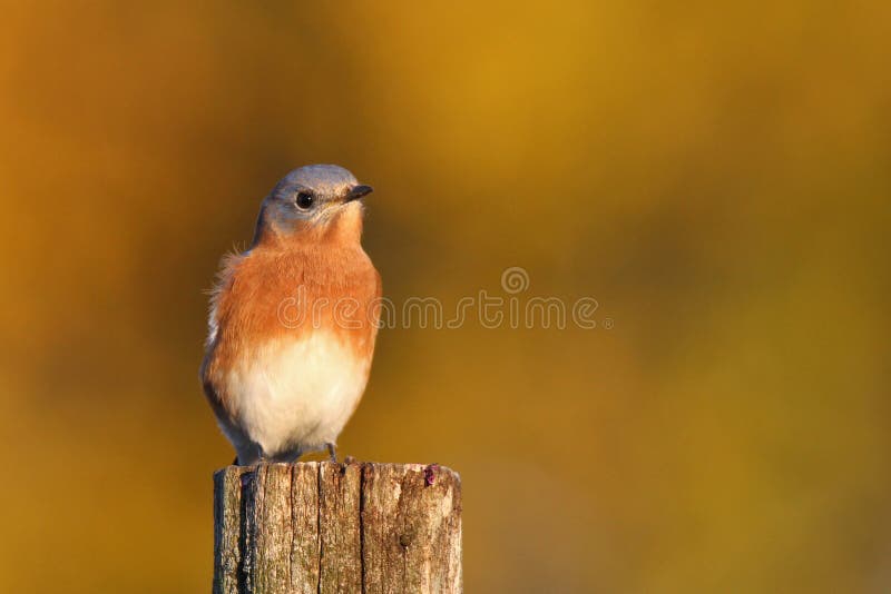 Autumn Bluebird stock photo. Image of evening, nature - 79427642