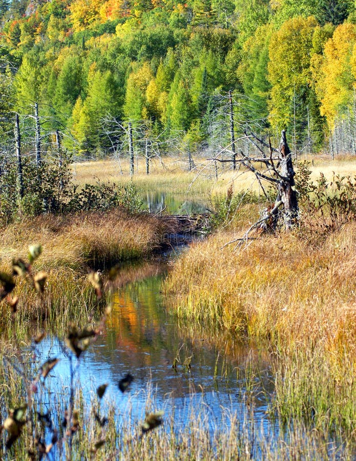 Autumn in the Bog stock photo. Image of reflection, sunny - 21064694