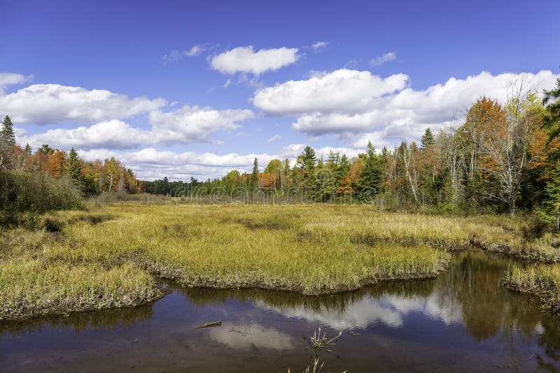 Autumn Bog and Fall Colors - Ontario, Canada Stock Photo - Image of ...