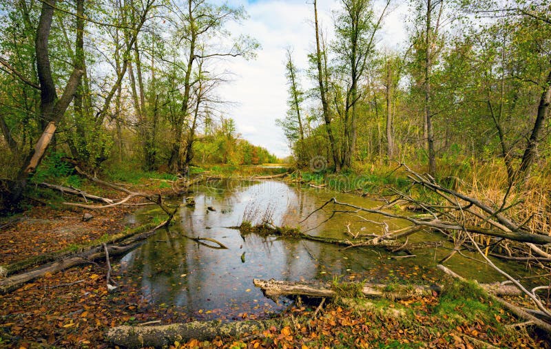 Autumn on bog in forest stock photo. Image of nature - 79045058