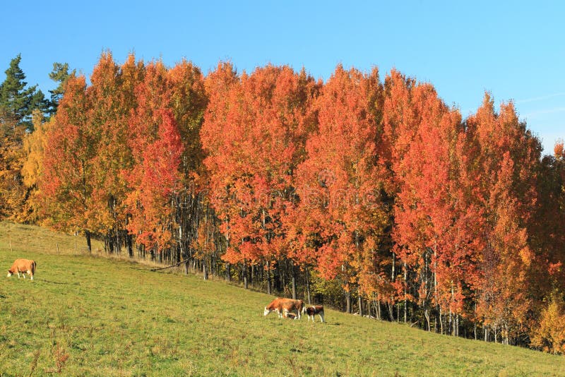 Autumn in Bohemian forest stock photo. Image of pasture - 27256646