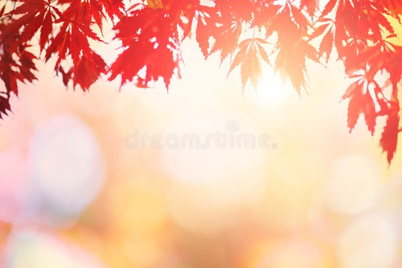 Autumn bokeh background stock image. Image of leaves - 128633591