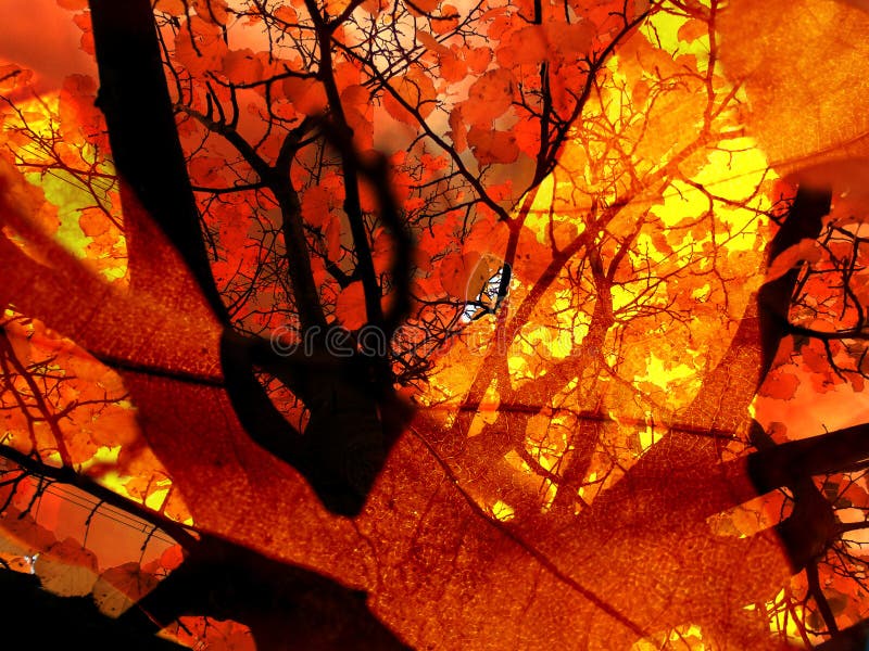 8,023 Autumn Bonfire Stock Photos - Free & Royalty-Free Stock Photos ...