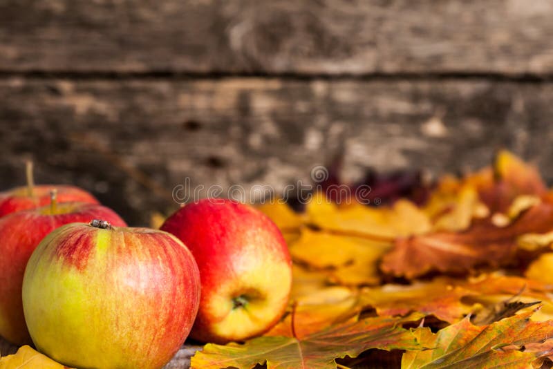 1,206 Leaves Frame Border Red Fruits Stock Photos - Free & Royalty-Free ...