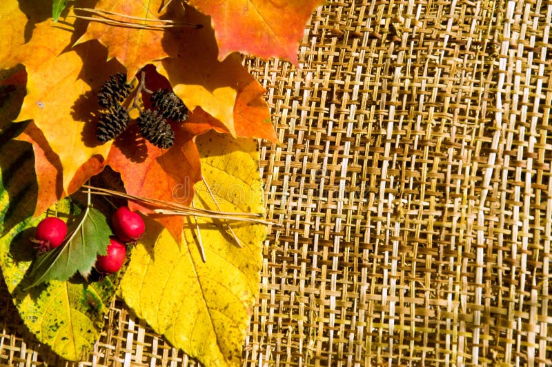 Autumn border horizontal stock photo. Image of green, bright - 6576112