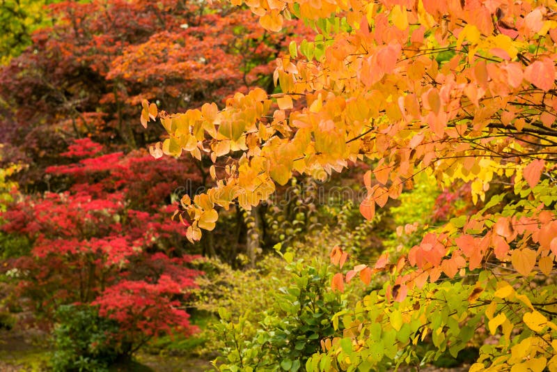 Autumn botany background stock image. Image of landscape - 61026197