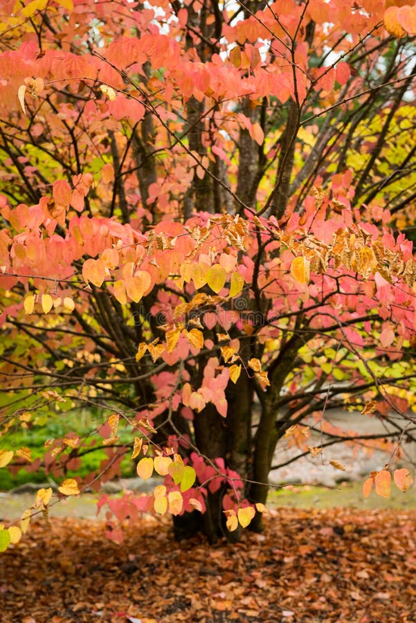 Autumn botany background stock photo. Image of fall, outdoors - 61026458
