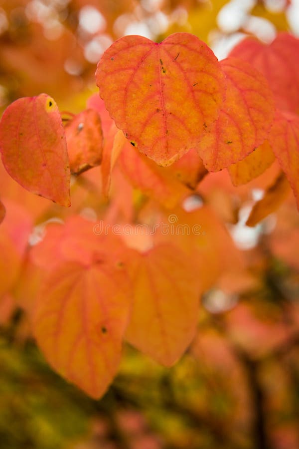 Autumn botany background stock photo. Image of life, earthy - 61033448
