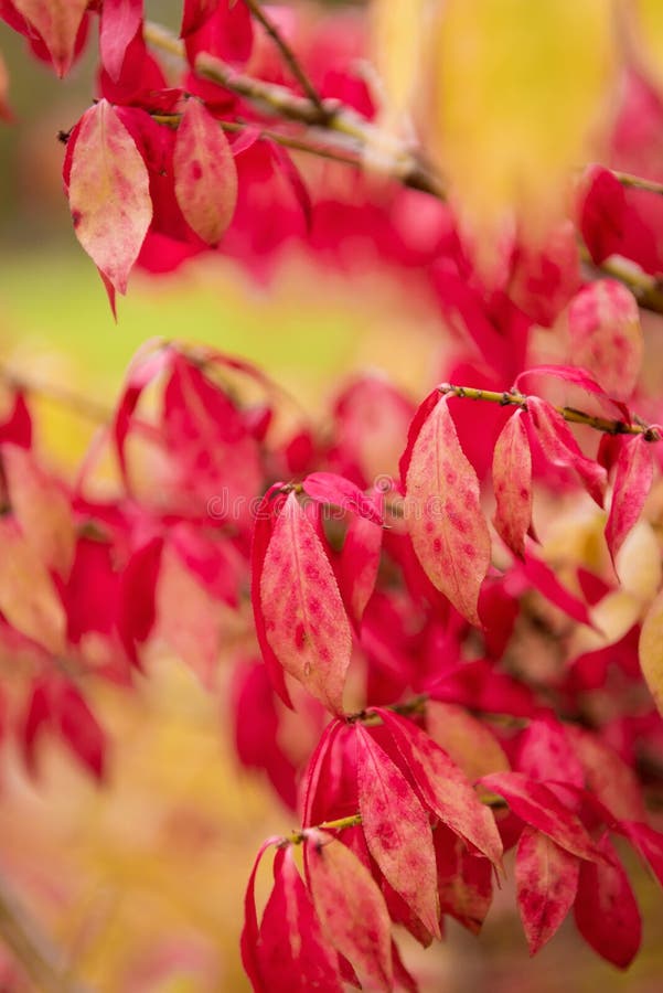 Autumn botany background stock image. Image of garden - 60398007