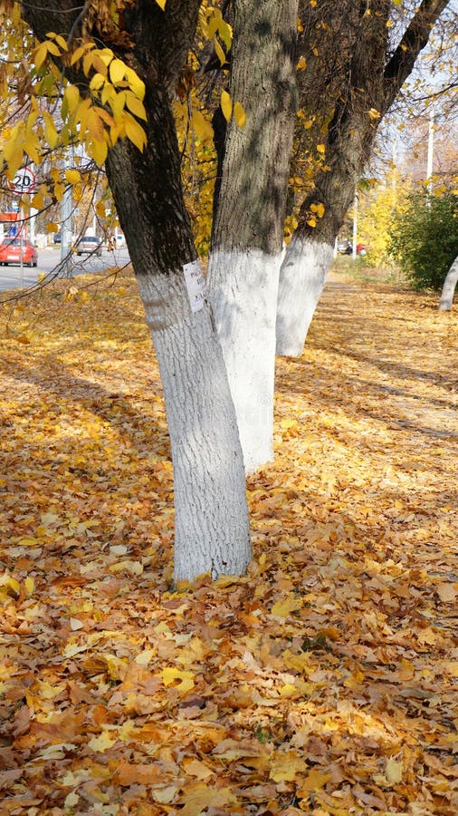 Autumn Boulevard stock image. Image of path, autumn, tree - 3578743