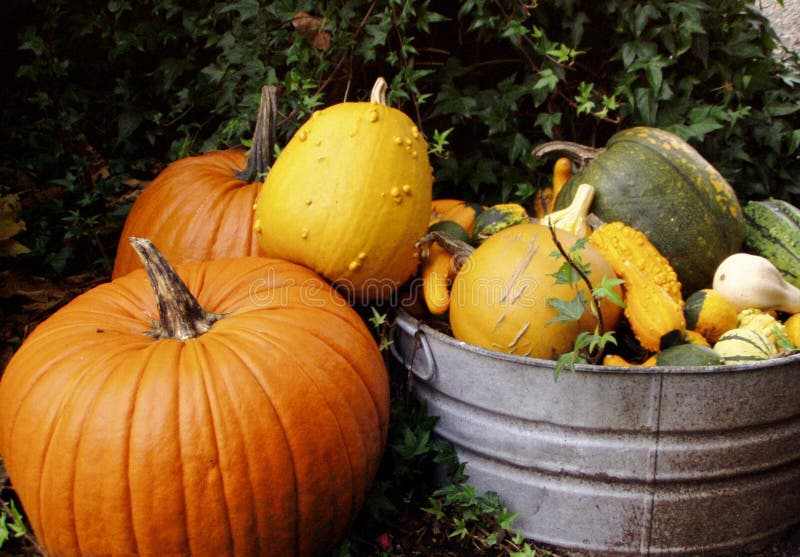 Autumn Bounty stock photo. Image of washtub, life, squash - 43729294